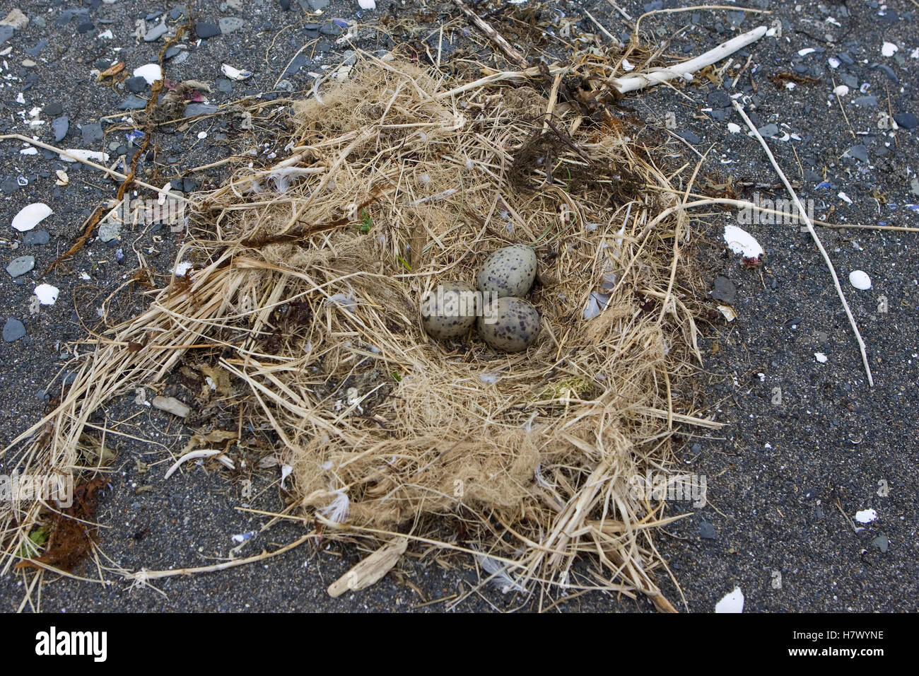 Glaucous-winged Gull (Larus glaucescens) nest with three eggs, Katmai ...