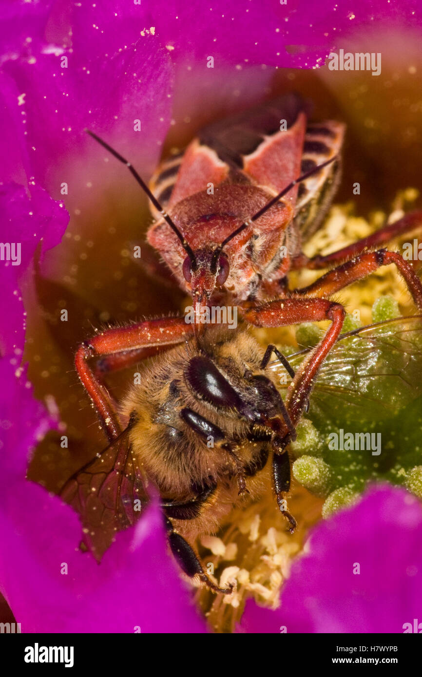 Bee Assassin (Apiomerus spissipes) eating Honey Bee (Apis mellifera ...