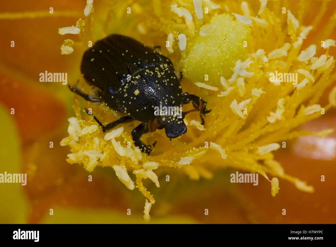 Texas Flower Scarab (Trichiotinus texanus) on Engelmann Prickly Pear ...