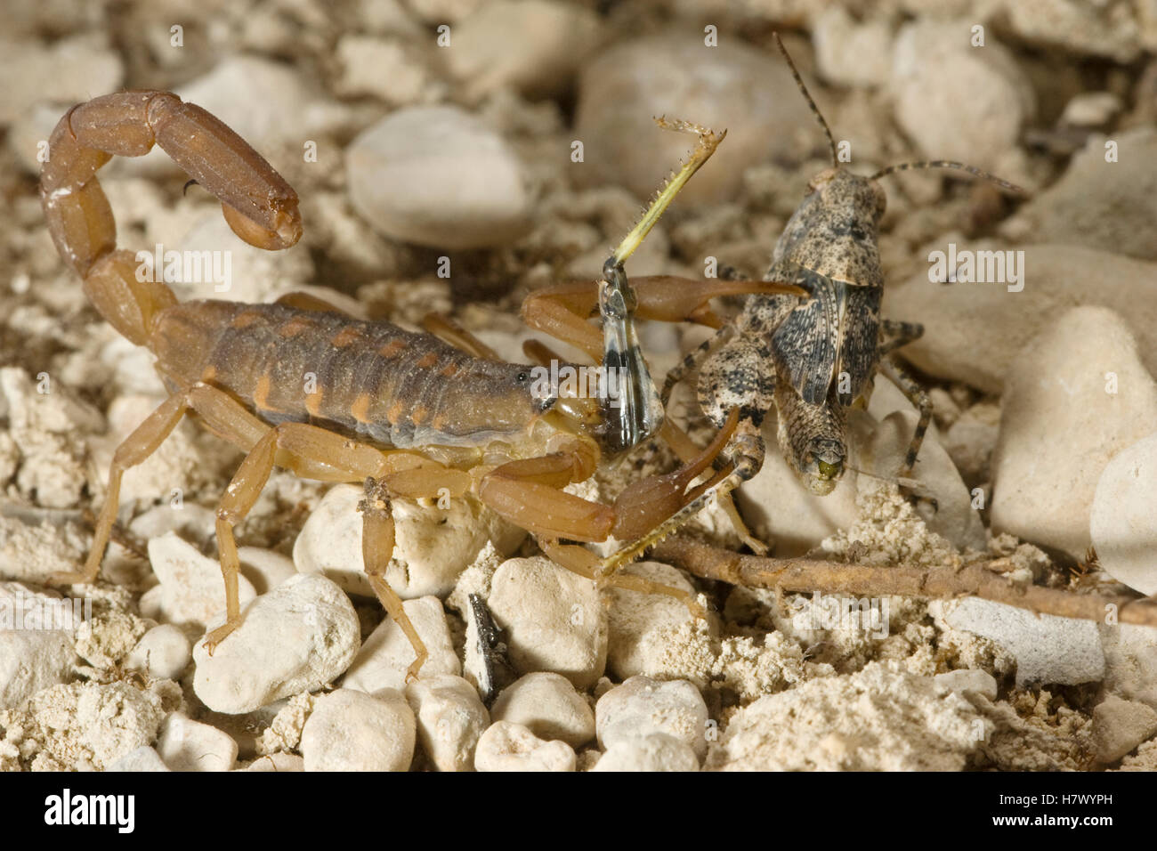 Striped Bark Scorpion (Centruroides vittatus) eating grasshopper, Red ...