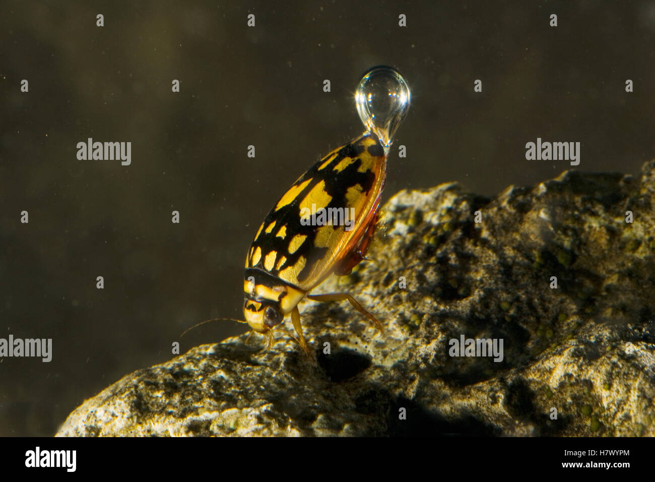 Sunburst Diving Beetle (Thermonectus marmoratus) with air bubble ...
