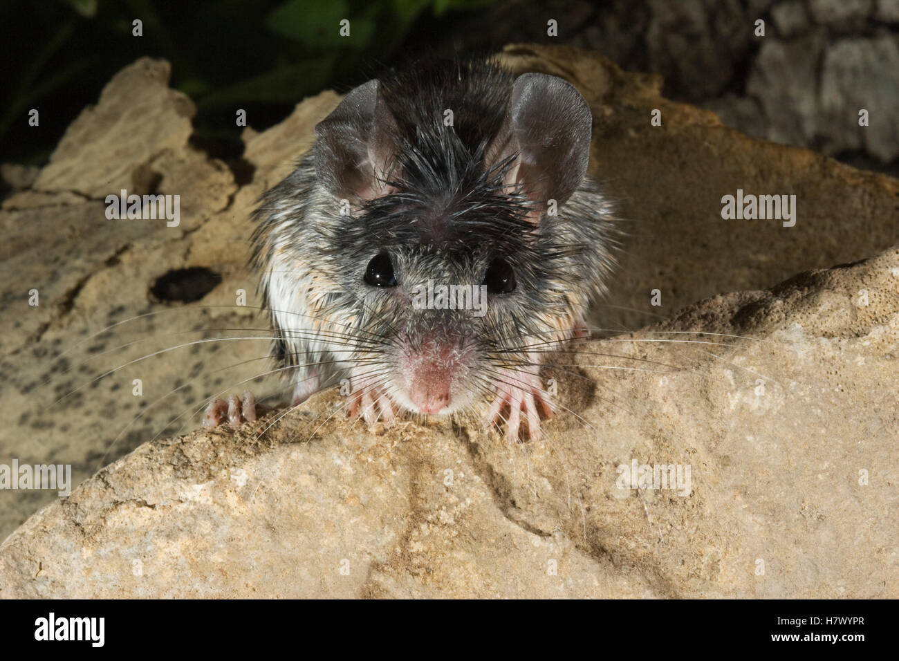 Eastern Harvest Mouse (Reithrodontomys humulis), Red Corral Ranch ...