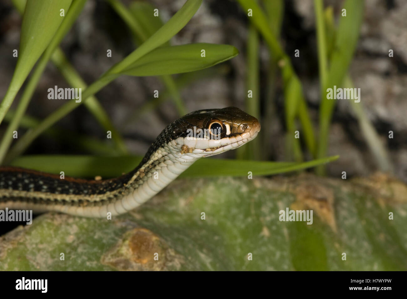 Red-striped Ribbon Snake (Thamnophis proximus rubrilineatus), Red ...