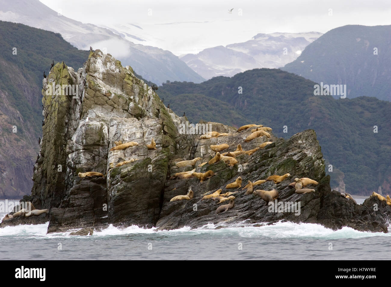 Steller's Sea Lion (Eumetopias jubatus) group hauled out on rocks ...