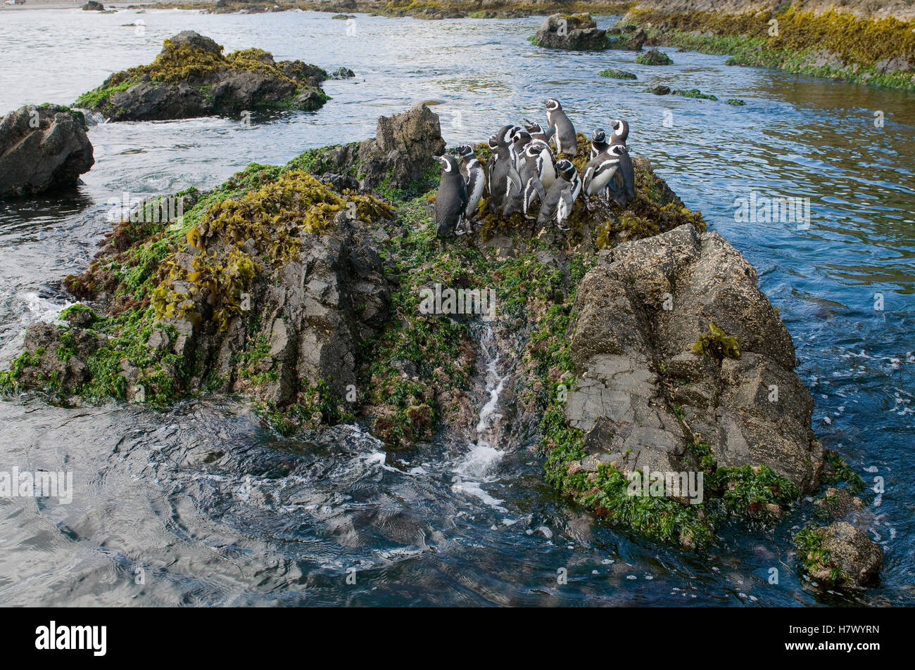 Magellanic Penguin (Spheniscus magellanicus) group on rock, Chiloe ...