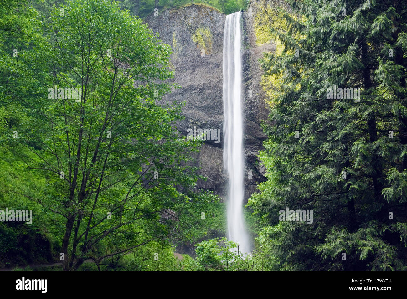 Latourell Falls in temperate rainforest, Columbia River Gorge, Oregon ...