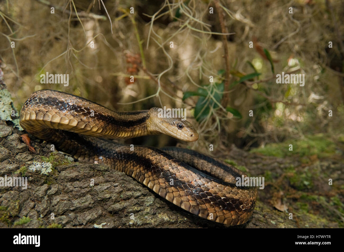 Eastern Rat Snake (Elaphe obsoleta), Little St. Simon's Island, Georgia ...
