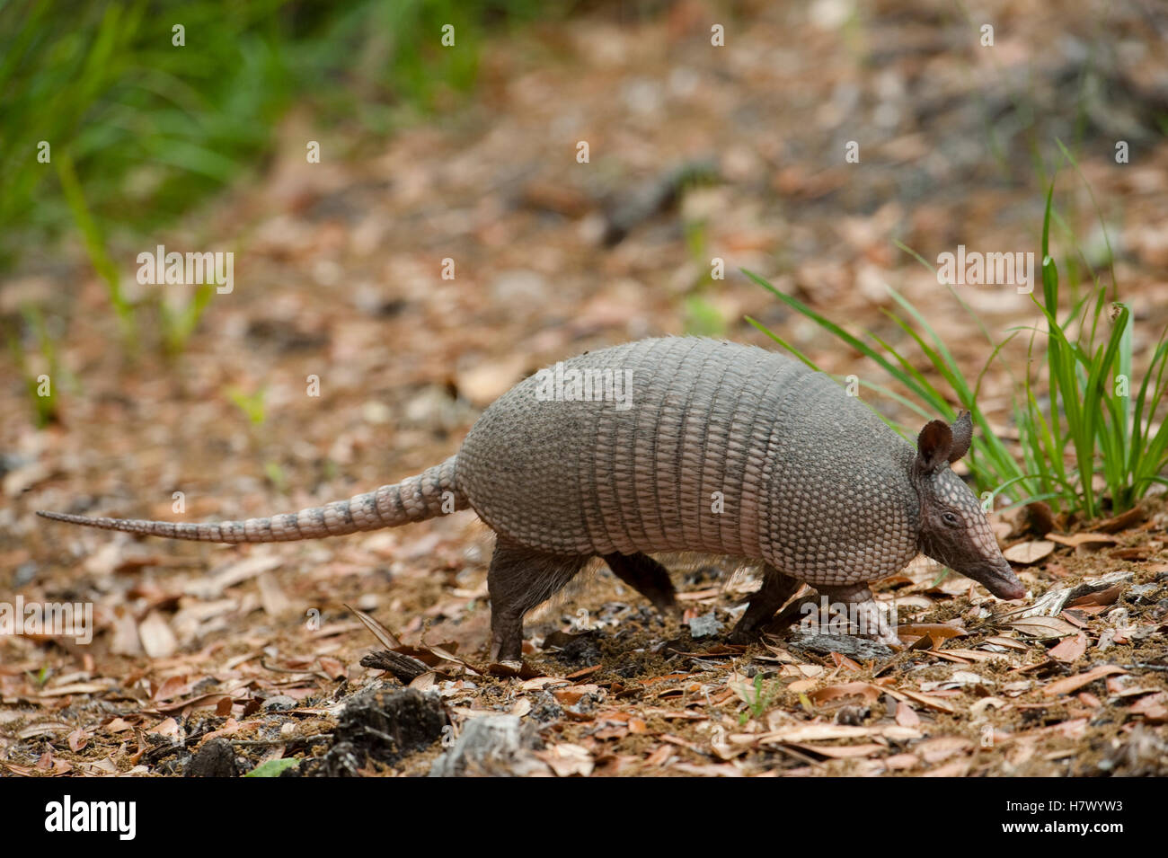 Nine-banded Armadillo (Dasypus novemcinctus) walking, Little St. Simon ...