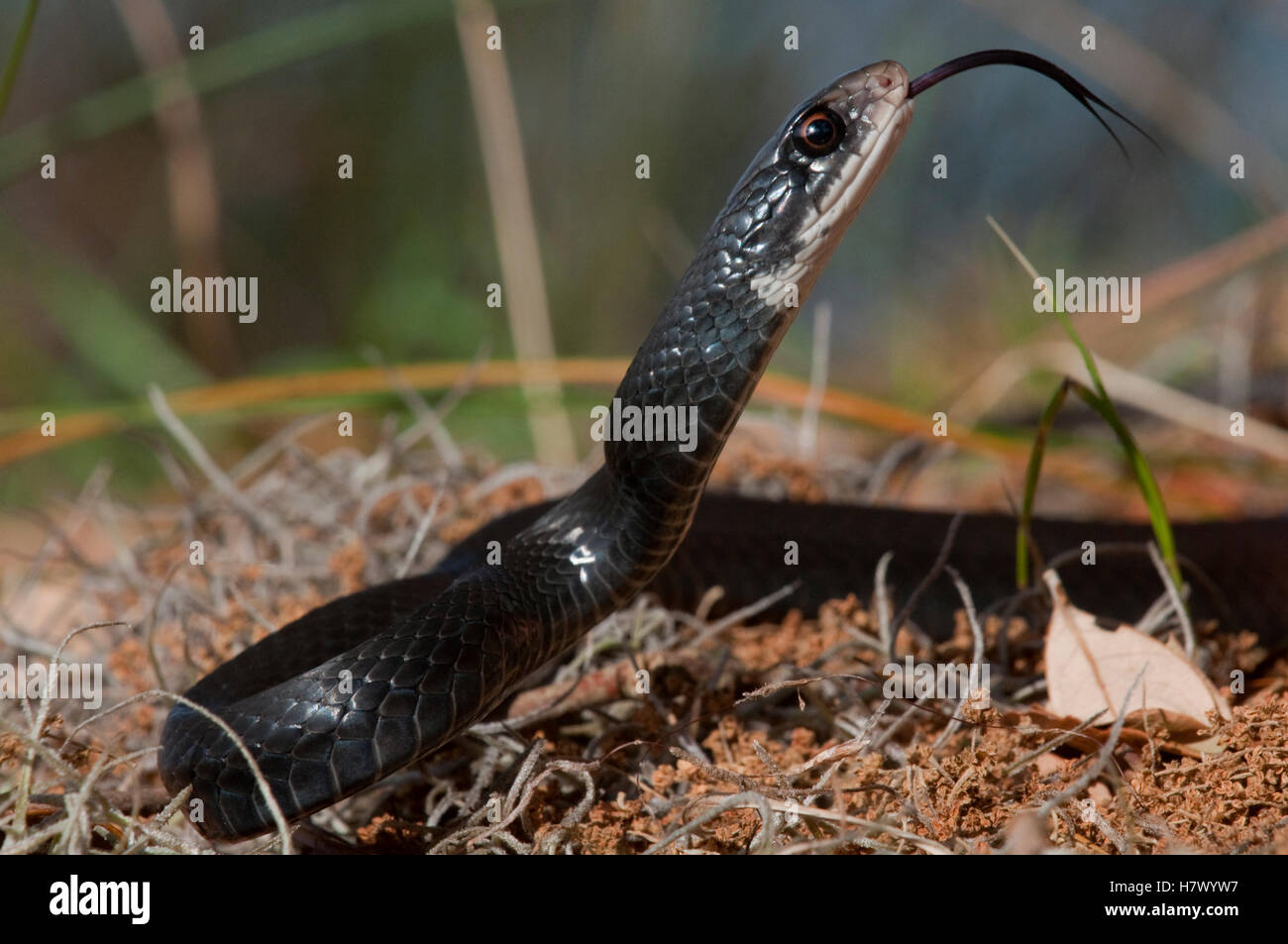Southern Black Racer (Coluber constrictor priapus) with tongue extended ...
