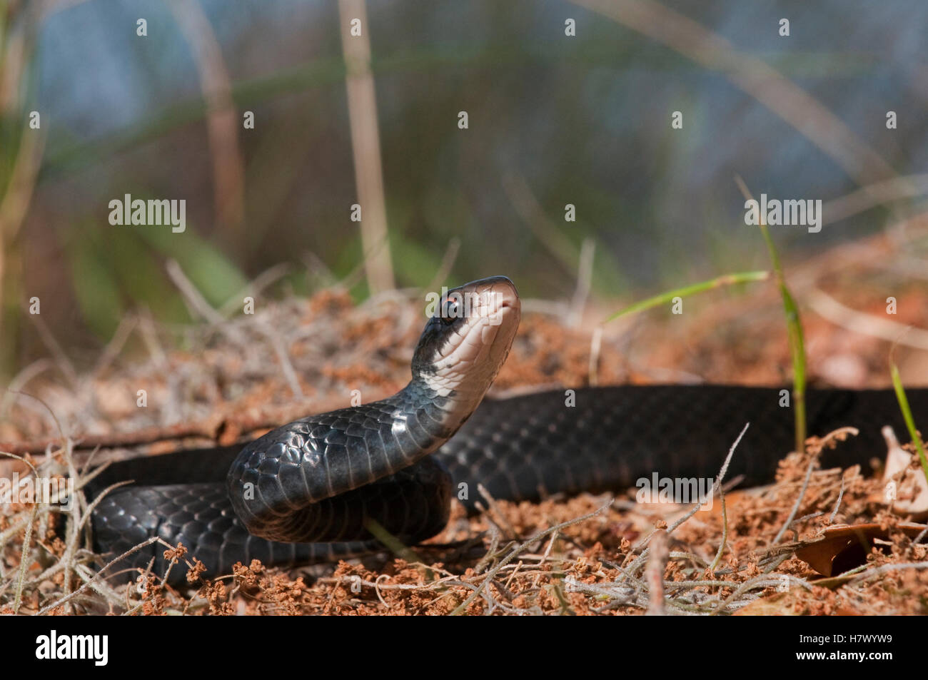 Southern Black Racer (Coluber constrictor priapus), Little St. Simon's ...