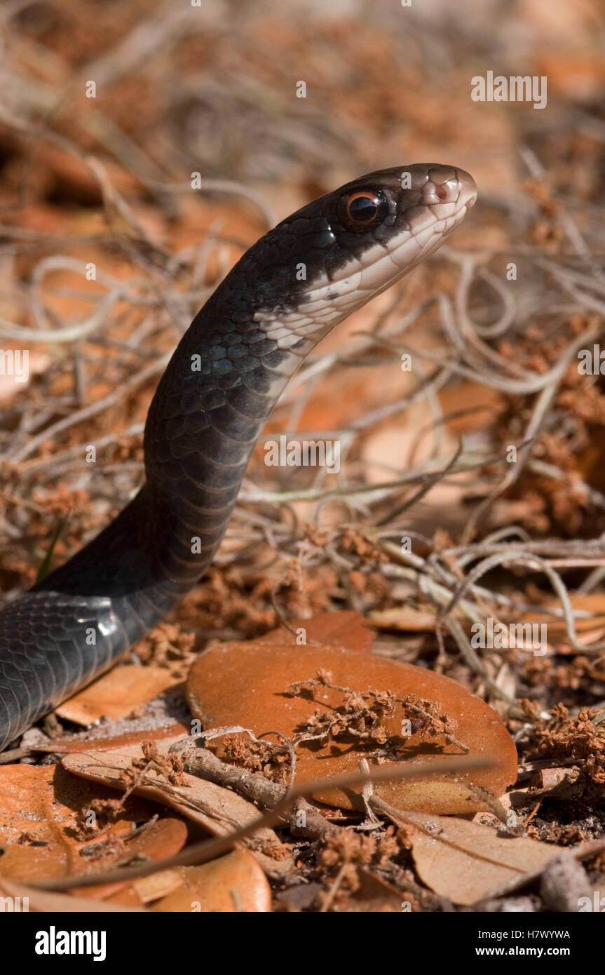 Southern Black Racer (Coluber constrictor priapus) in leaf litter ...