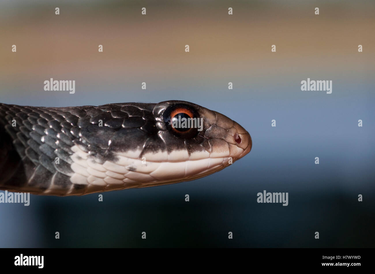 Southern Black Racer (Coluber constrictor priapus), Little St. Simon's ...