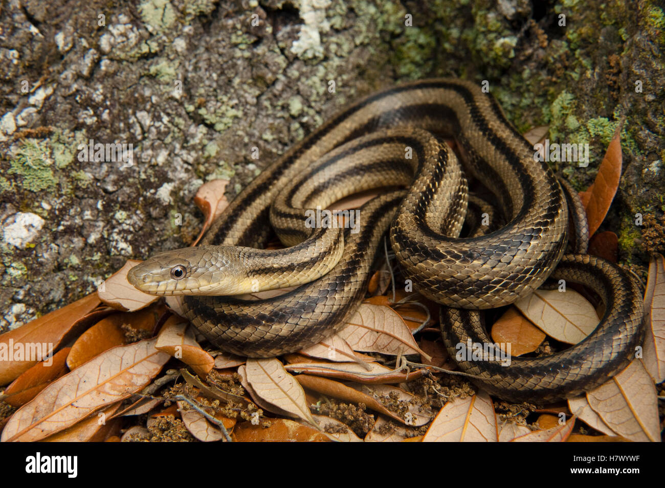 Eastern Rat Snake (Elaphe obsoleta) in leaf litter, Little St. Simon's ...