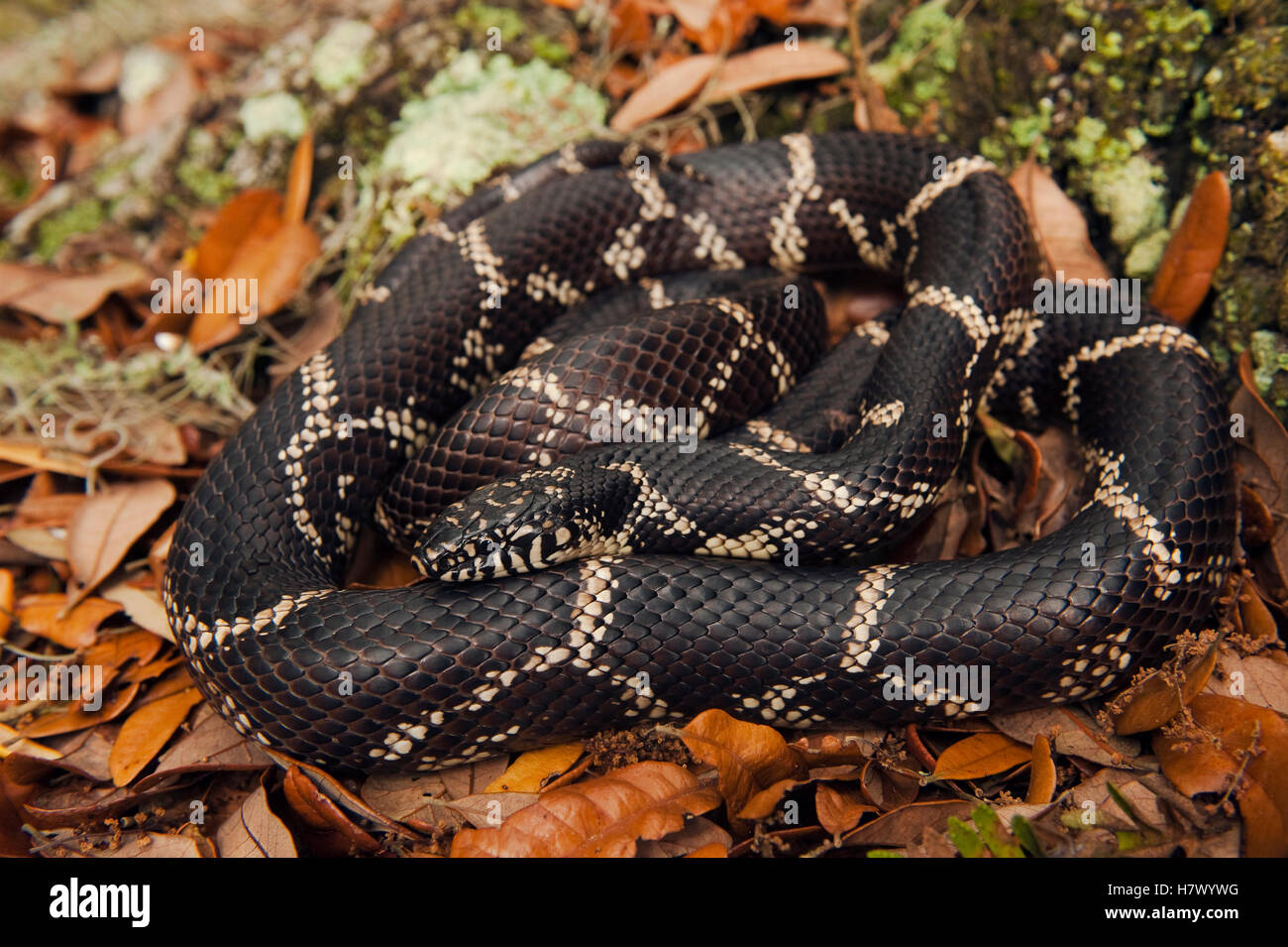 Common Kingsnake (Lampropeltis getulus) coiled in leaf litter, Little ...