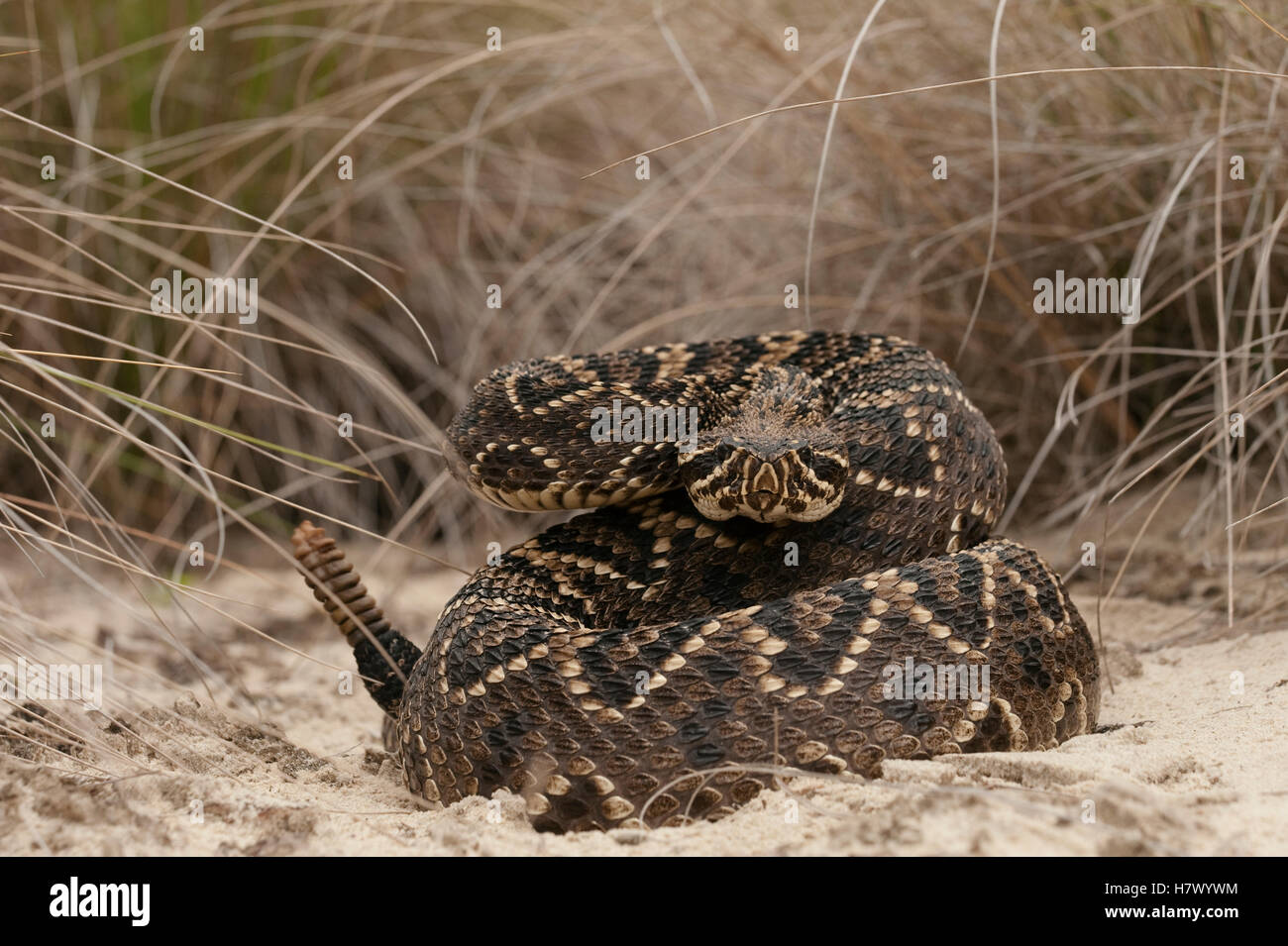 Eastern Diamondback Rattlesnake (Crotalus adamanteus) showing rattle ...