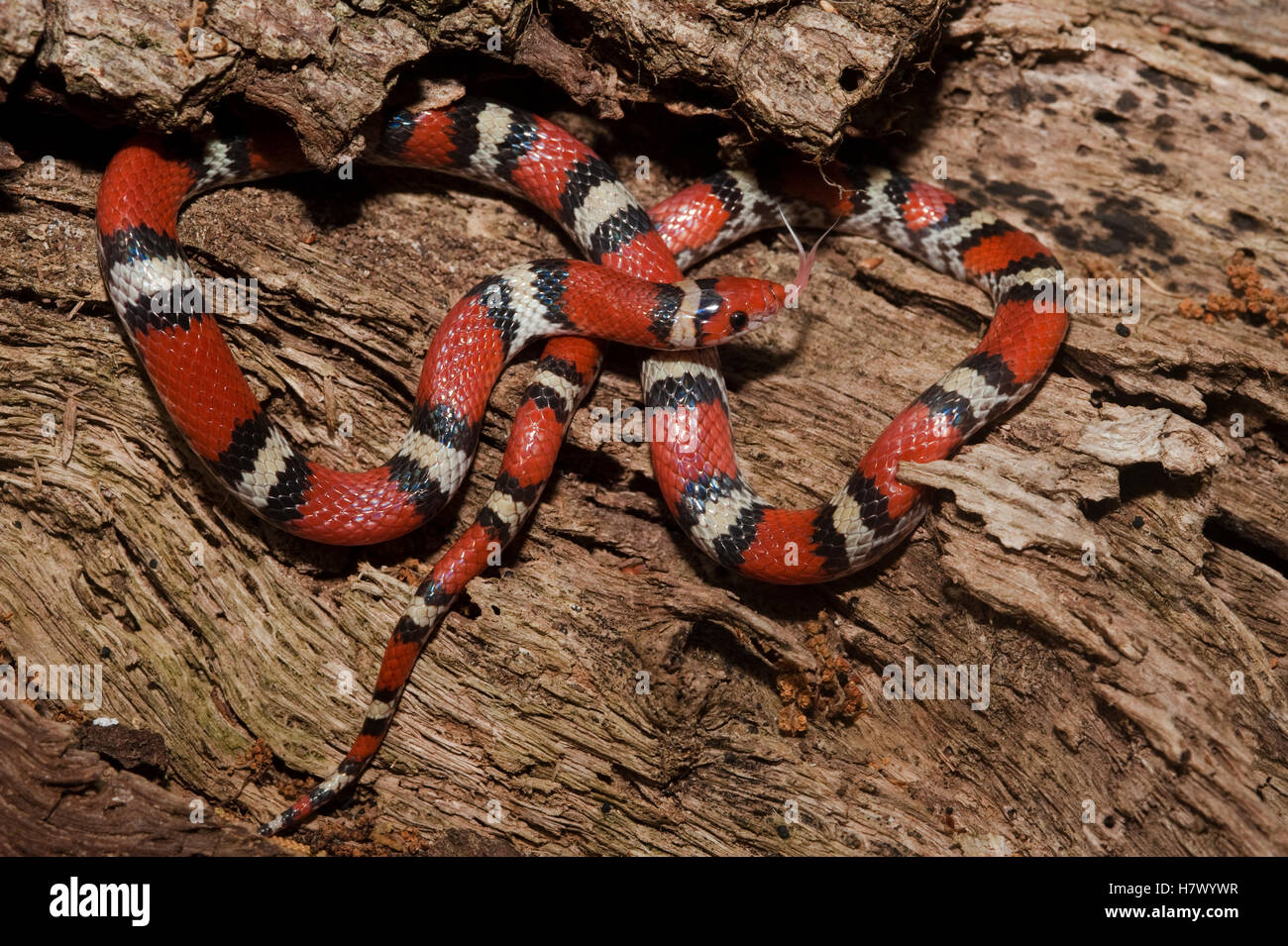 Scarlet Snake (Cemophora coccinea), Little St. Simon's Island, Georgia ...