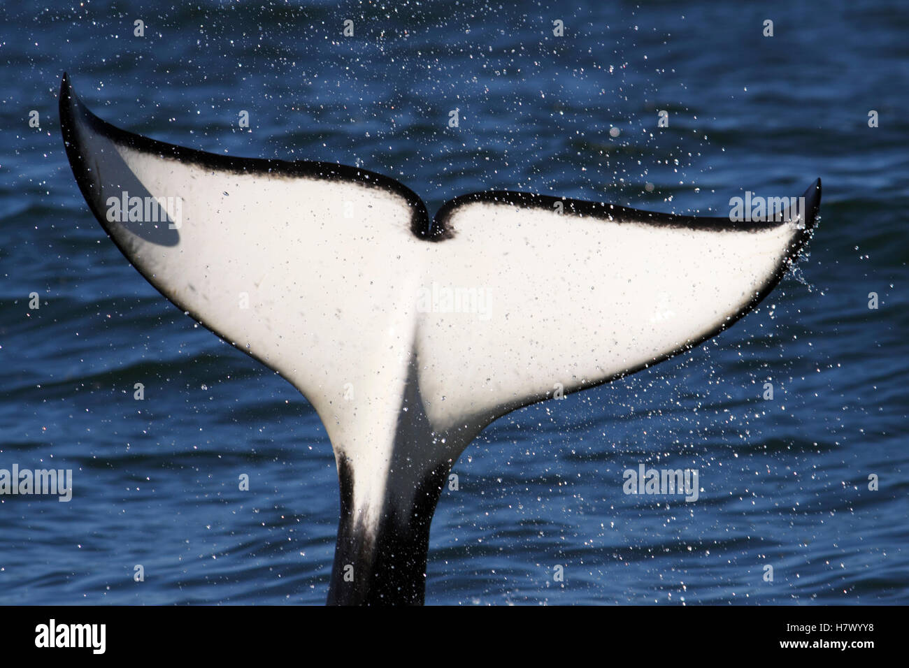 Orca (Orcinus orca) tail of transient, Monterey Bay, California Stock ...