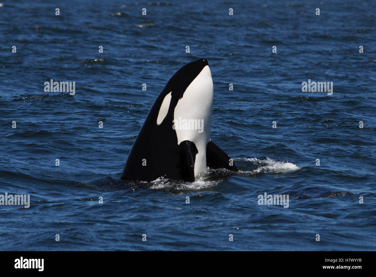 Orca (Orcinus orca) spy-hopping transient, Monterey Bay, California ...