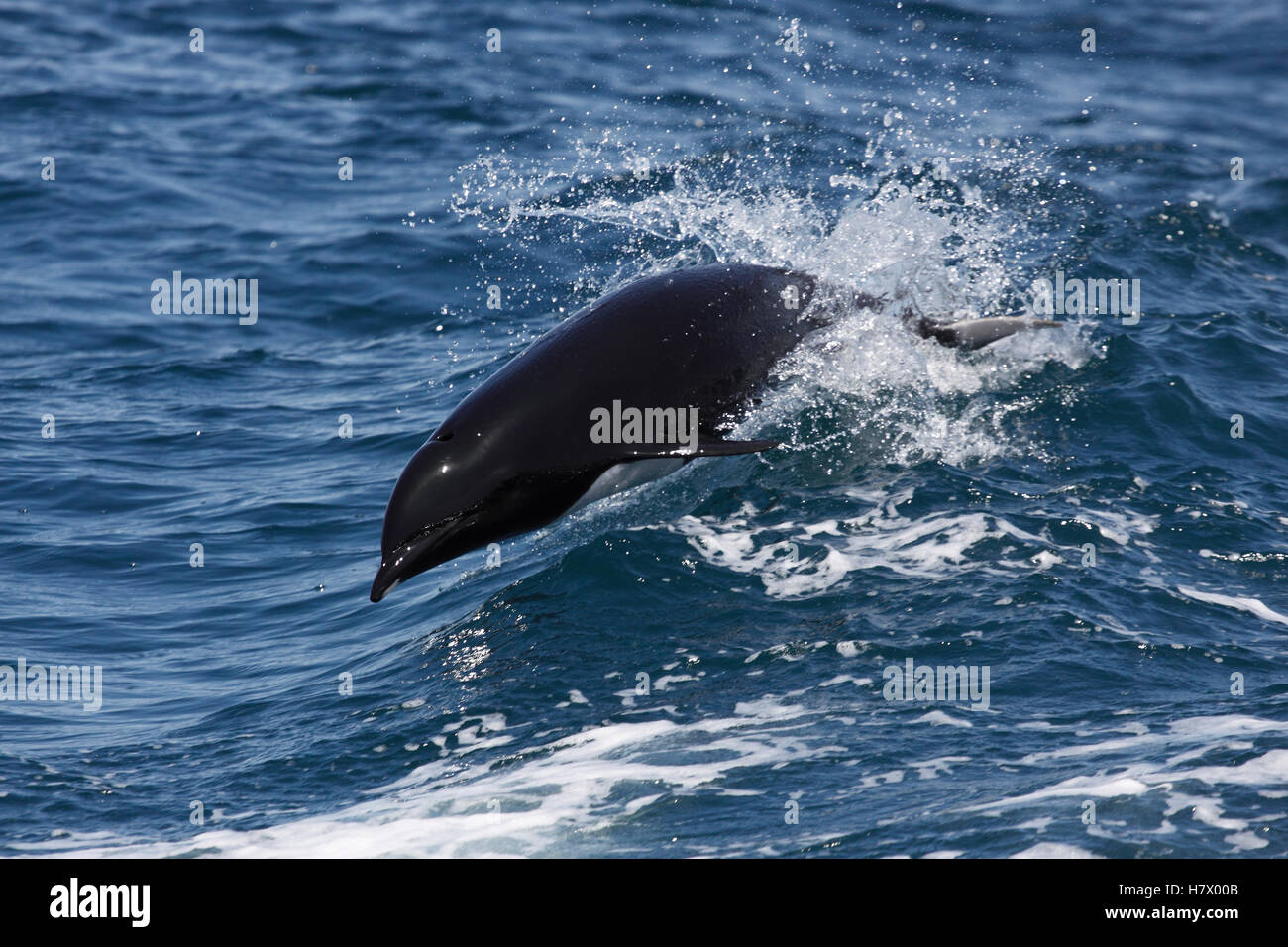 Northern Right Whale Dolphin