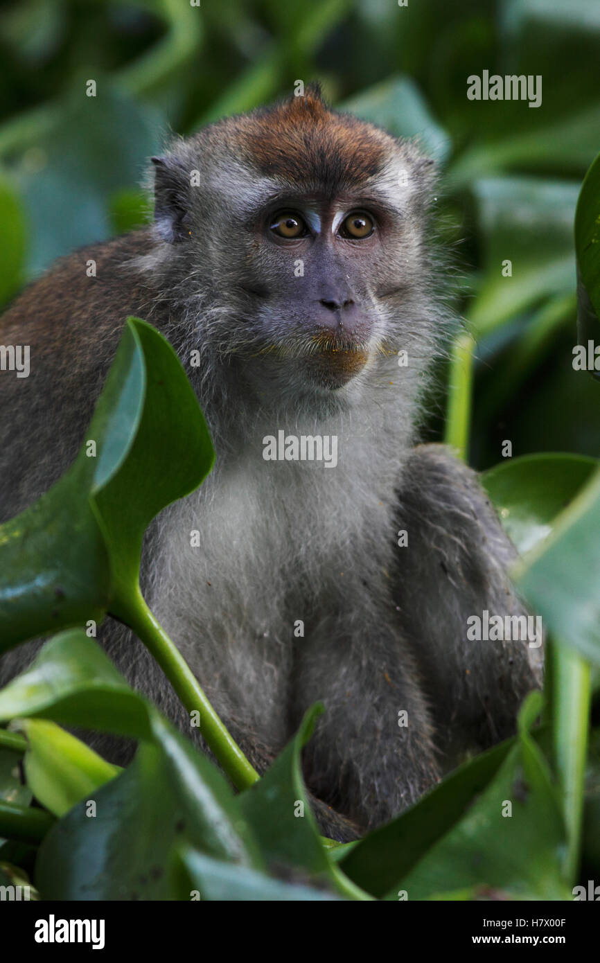 Long-tailed Macaque (Macaca fascicularis) , Borneo, Malaysia Stock ...