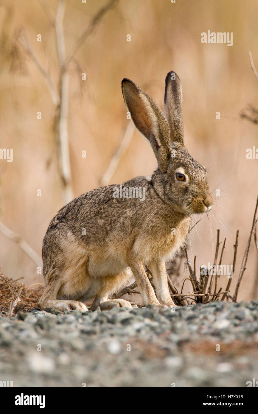 Black-tailed Jackrabbit (Lepus californicus), Don Edwards San Francisco ...