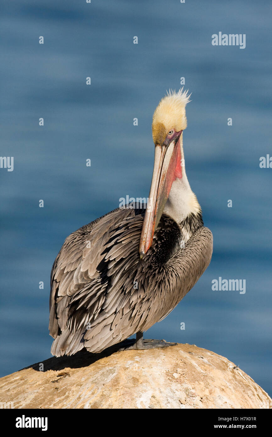 Brown Pelican (Pelecanus occidentalis) preening its feathers, La Jolla ...
