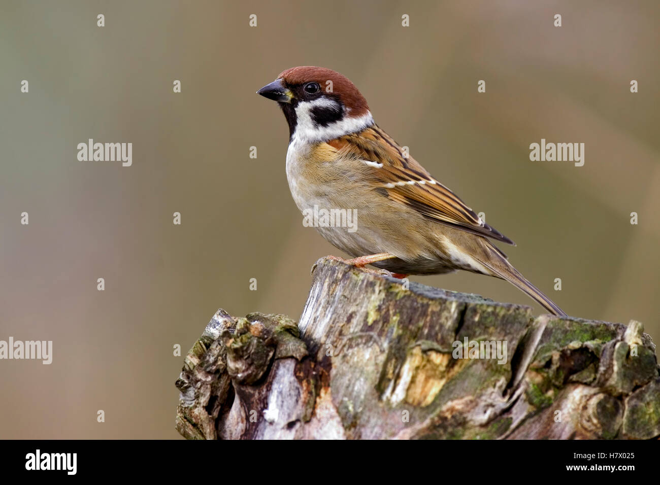 Eurasian Tree Sparrow (Passer montanus), Germany Stock Photo - Alamy