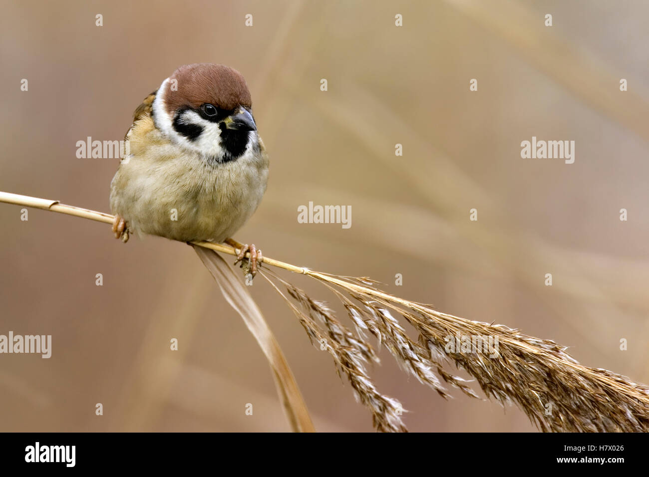 Eurasian Tree Sparrow (Passer montanus), Germany Stock Photo - Alamy