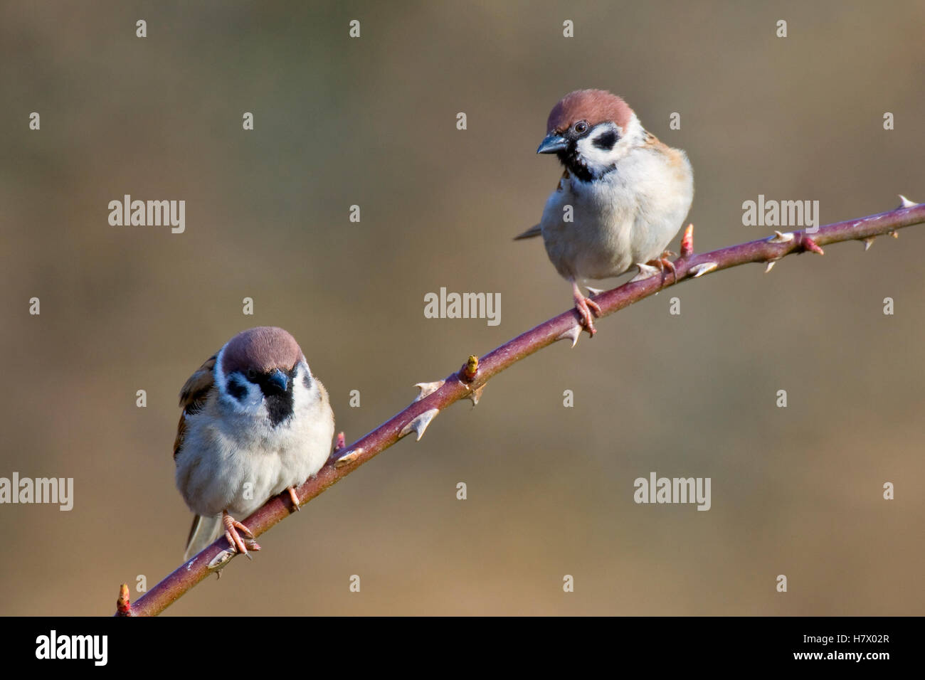 Eurasian Tree Sparrow (Passer montanus) pair, Germany Stock Photo - Alamy
