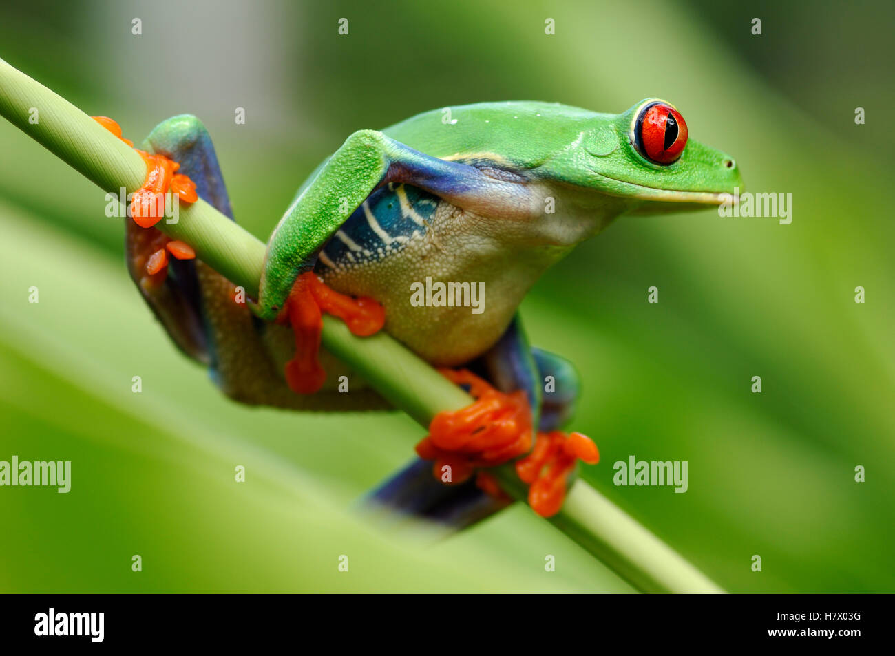 Red-eyed Tree Frog (Agalychnis callidryas), Laguna del Lagarto, Boca ...