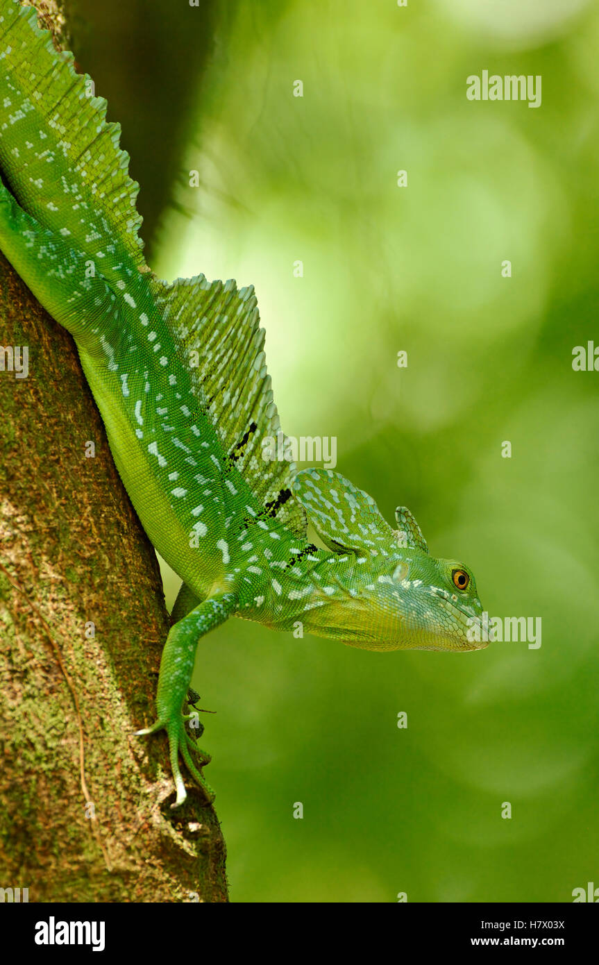 Green Basilisk (Basiliscus plumifrons) male, Selva Verde, Costa Rica ...