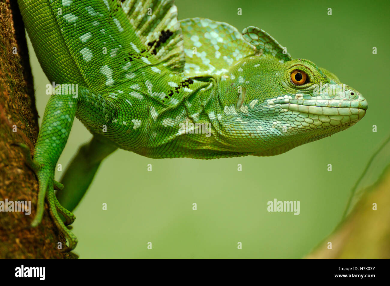 Green Basilisk (Basiliscus plumifrons) male, Selva Verde, Costa Rica ...