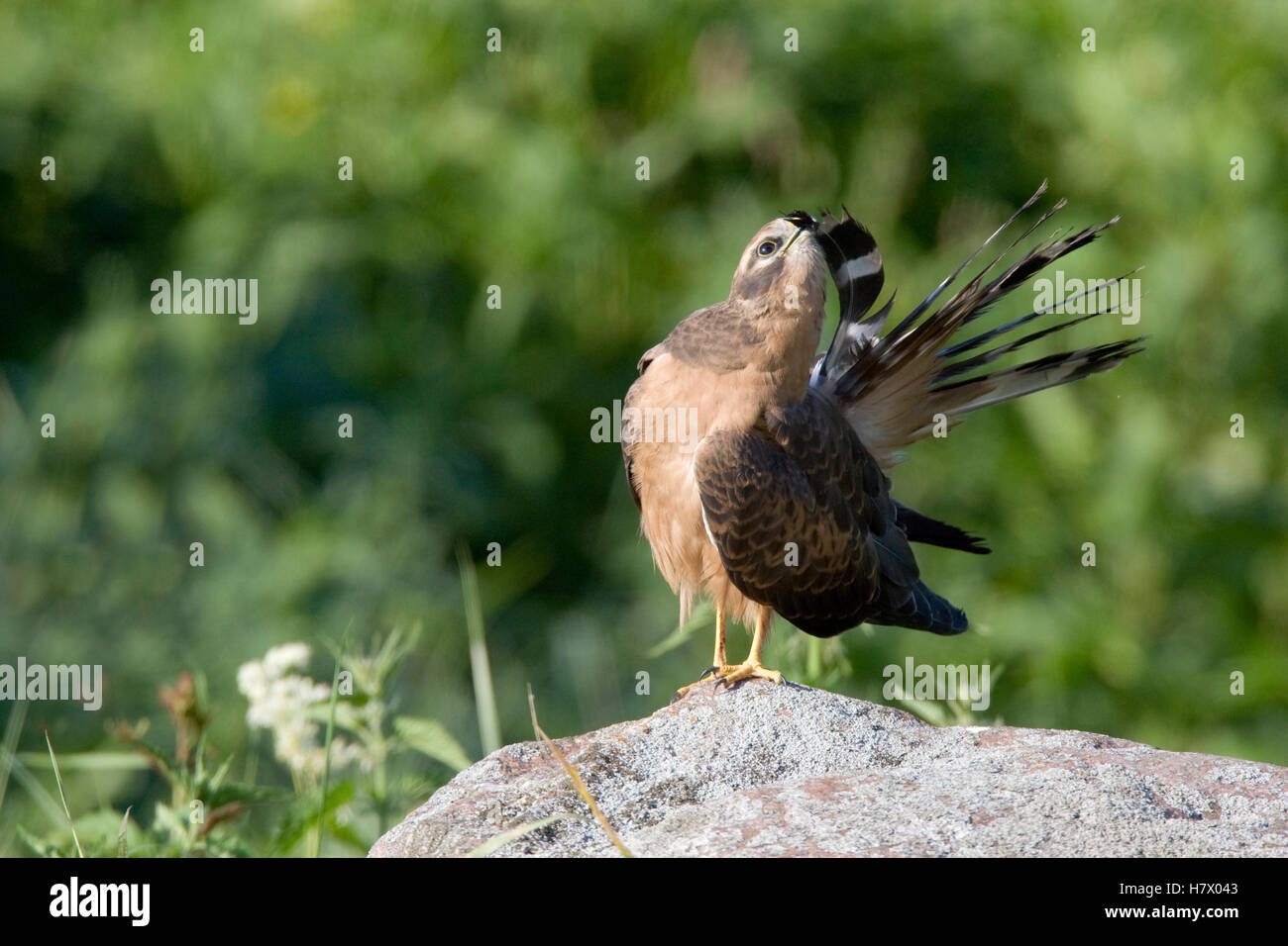 Montagu's Harrier (Circus pygargus) juvenile cleaning its feathers ...