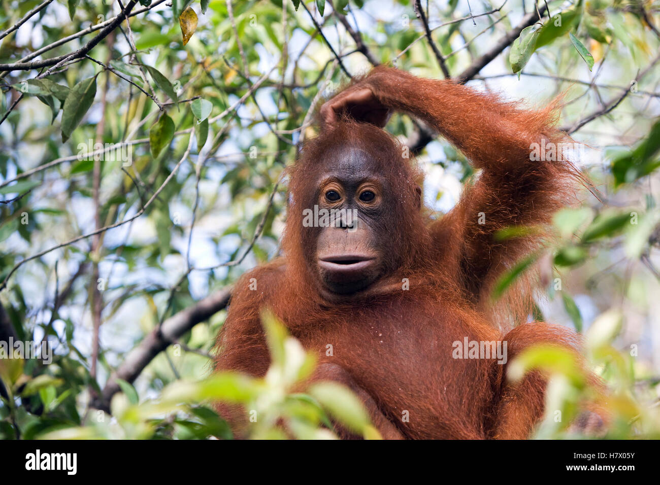 Orangutan (Pongo pygmaeus) juvenile scratching its head, Tanjung Puting ...