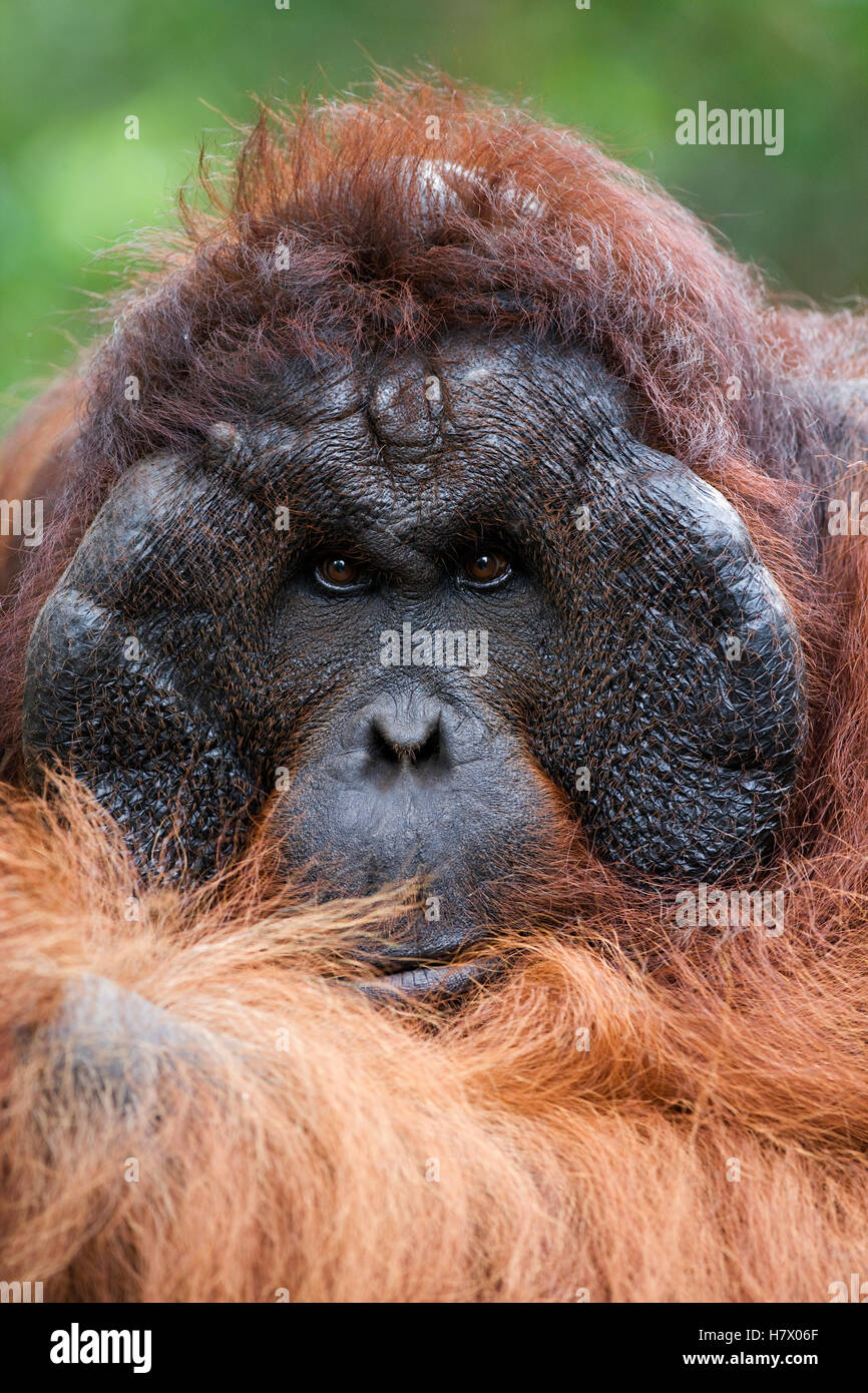 Orangutan (Pongo pygmaeus) male, Tanjung Puting National Park, Borneo ...