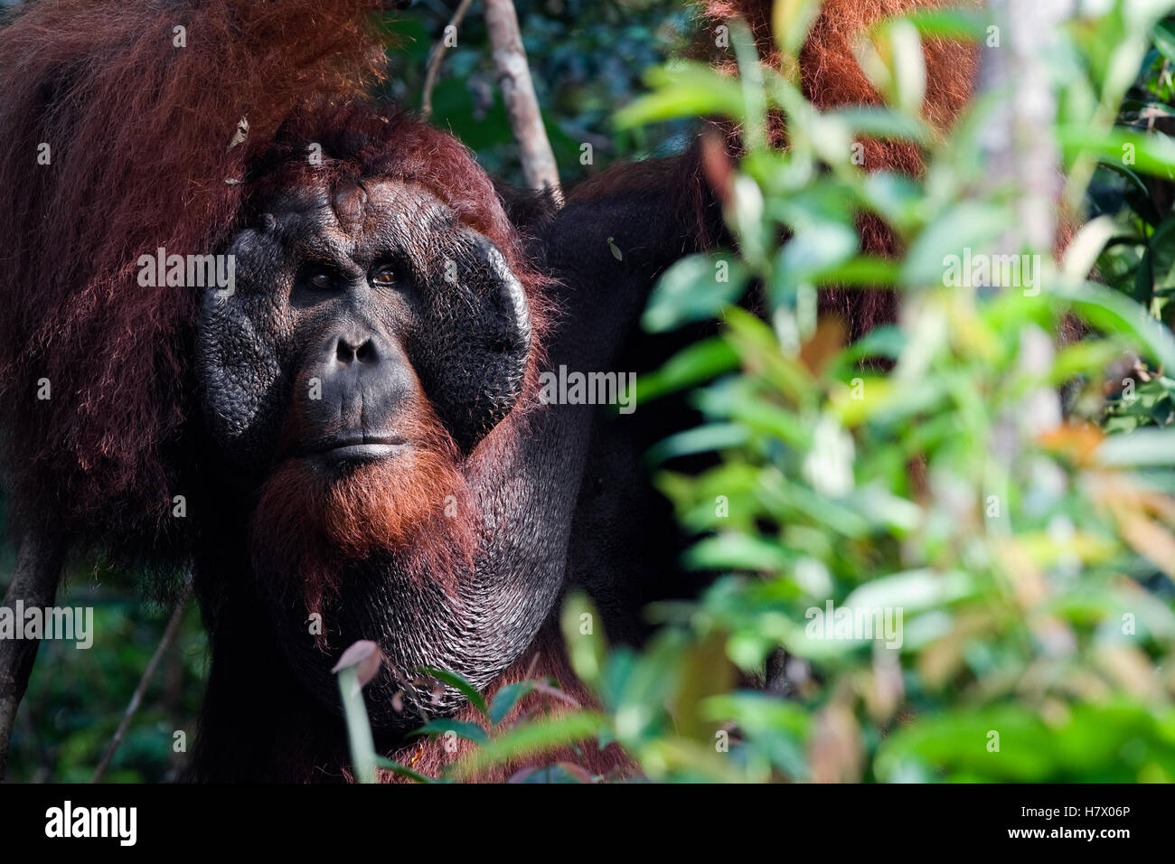 Orangutan (Pongo pygmaeus) male, Tanjung Puting National Park, Borneo ...