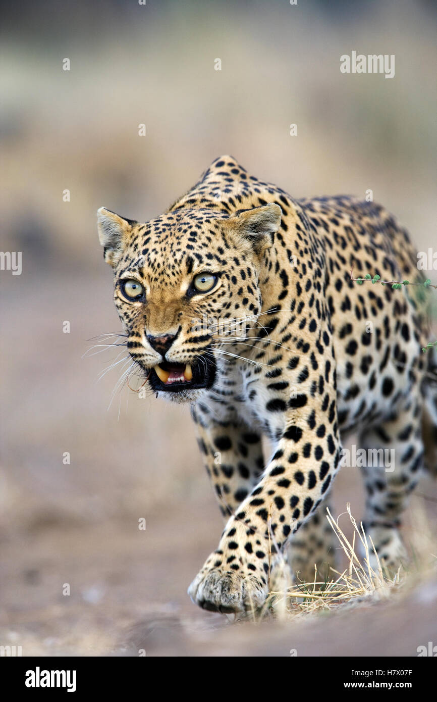 Leopard (Panthera pardus) snarling, Namibia Stock Photo - Alamy