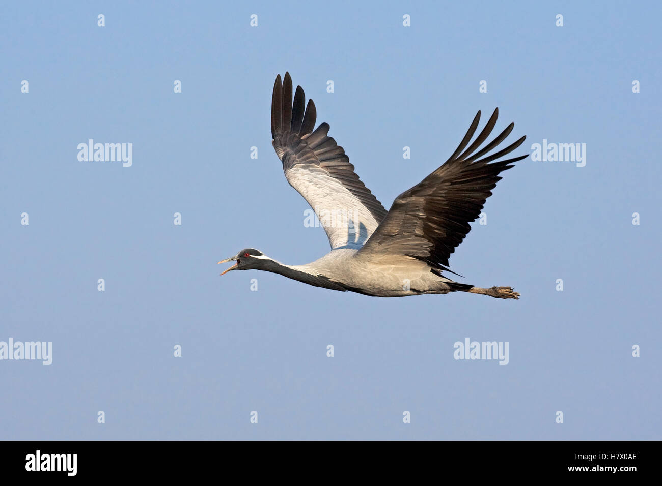 Demoiselle Crane (Anthropoides virgo) flying, Thar Desert, Rajasthan ...