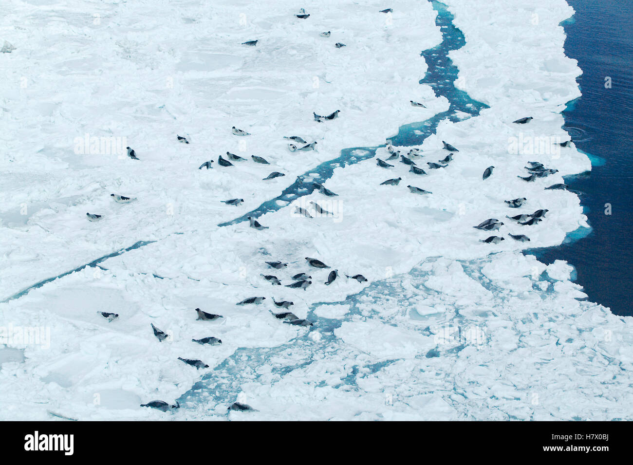 Harp Seal (Phoca groenlandicus) group on ice field, Magdalen Islands ...