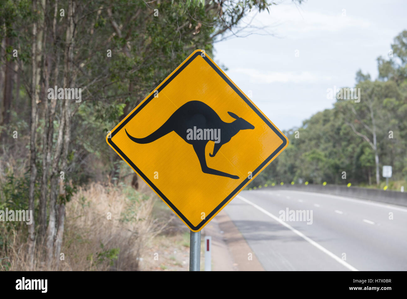 Kangaroo road warning sign Stock Photo - Alamy
