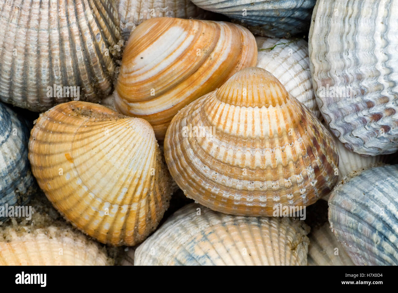 Common Cockle (Cerastoderma edule) shells, Texel, Netherlands Stock ...