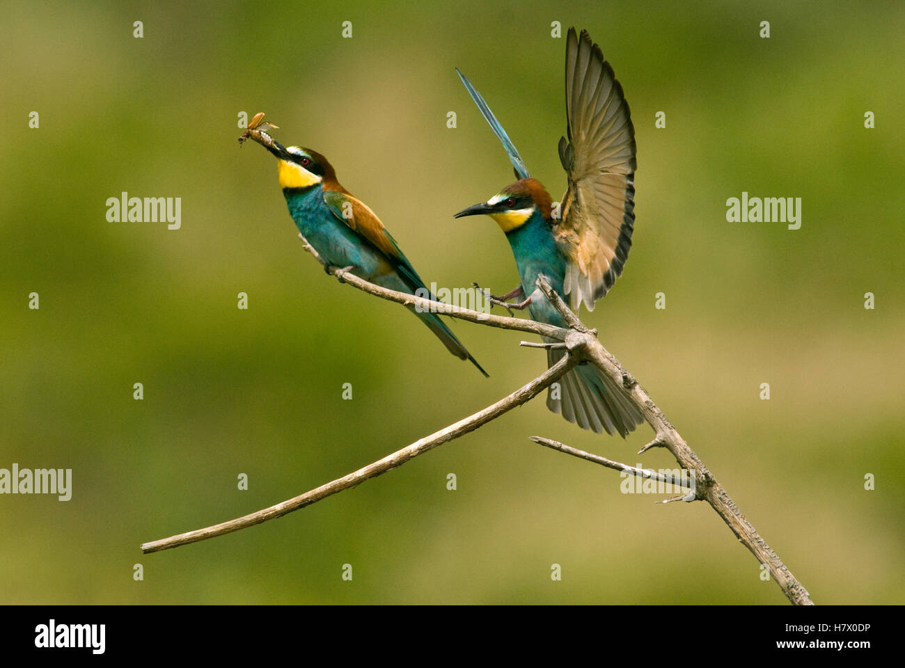 European Bee-eater (Merops apiaster) pair, one carrying insect prey ...