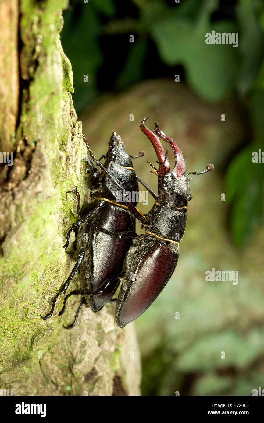 Stag Beetle (Lucanus cervus) pair mating, Limburg, Netherlands Stock ...