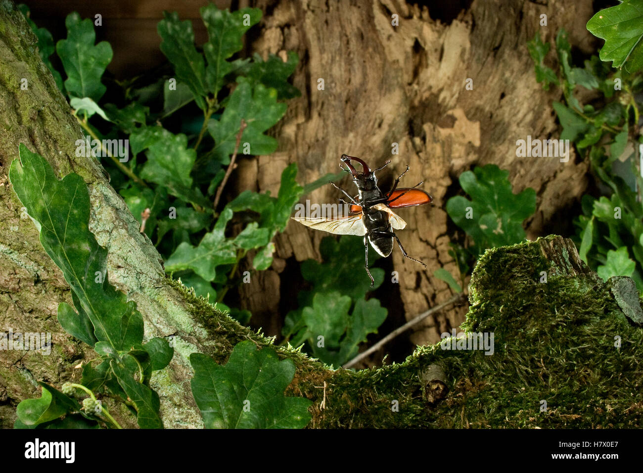 Stag Beetle (Lucanus cervus) flying, Limburg, Netherlands Stock Photo ...