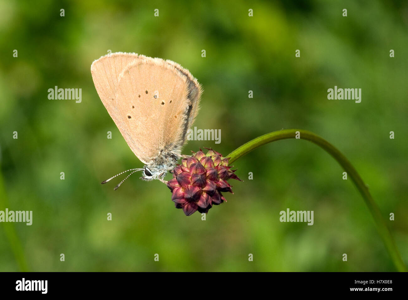 Dusky Large Blue Butterfly (Maculinea nausithous) on Great Burnet ...