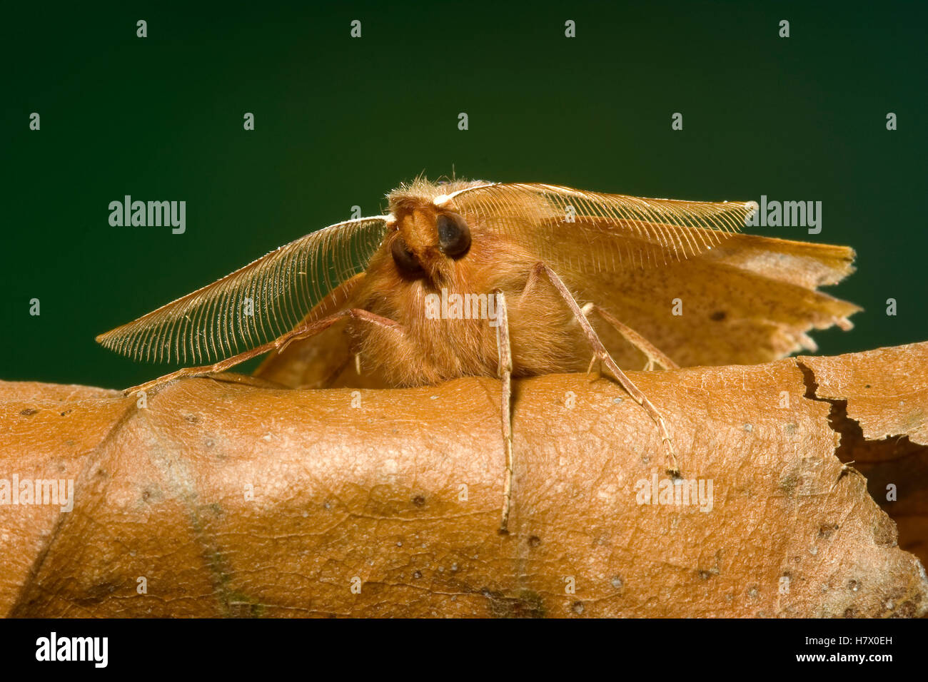 Feathered Thorn (Colotois pennaria) moth with wide feathery antennae ...