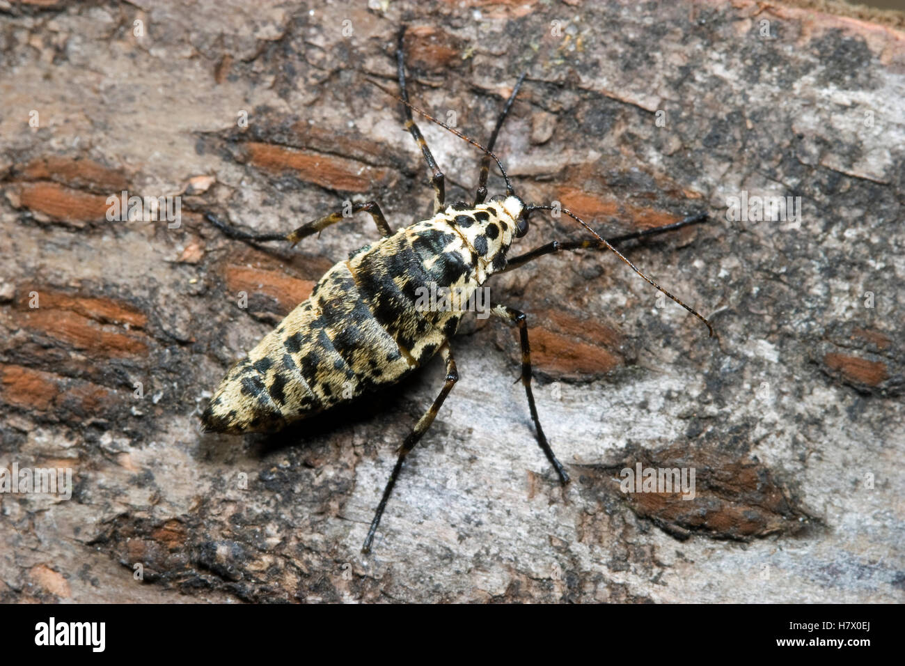 Mottled Umber (Erannis defoliaria) moth, female without wings, Malden ...