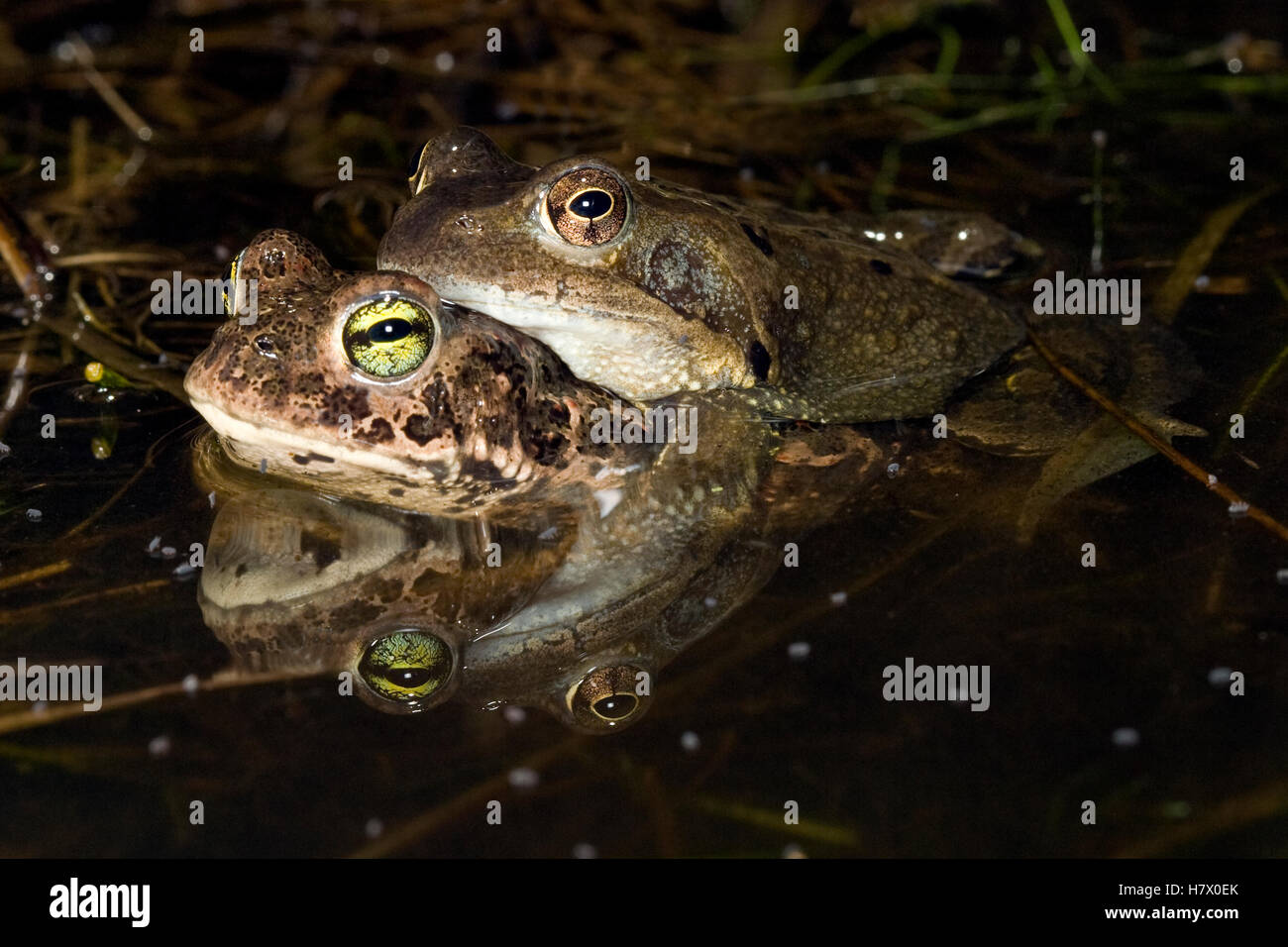 Common Frog (Rana temporaria) and Natterjack Toad (Epidalea calamita ...