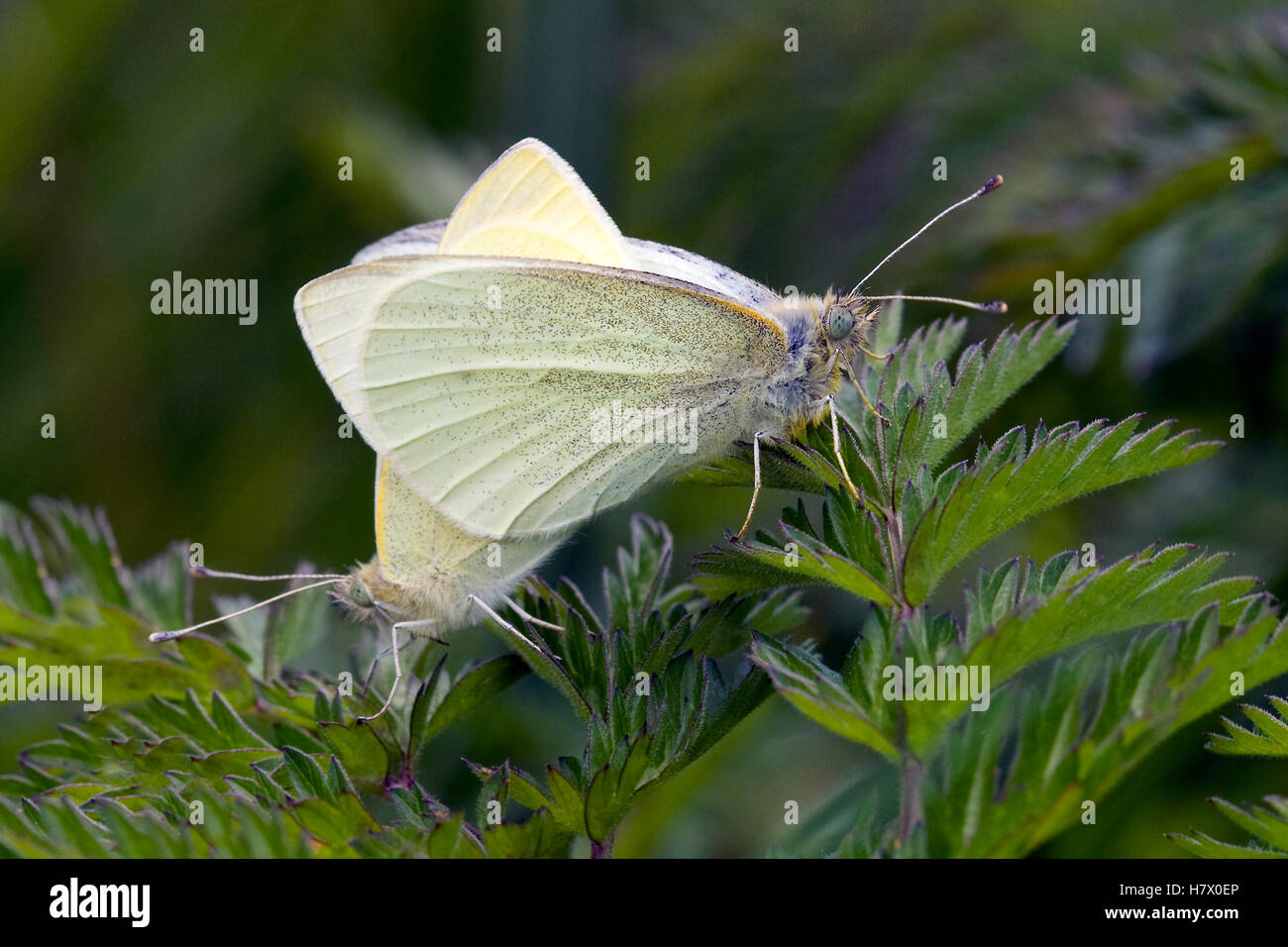 Cabbage White (Pieris rapae) butterfly pair mating, Milsbeek, Limburg ...