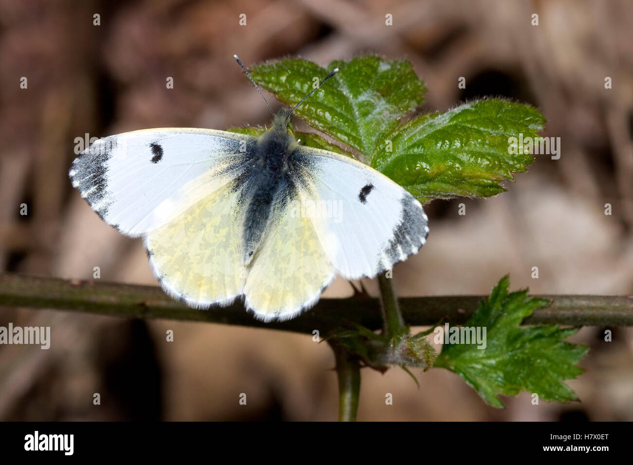 Orange Tip (Anthocharis cardamines) butterfly female, Milsbeek, Limburg ...